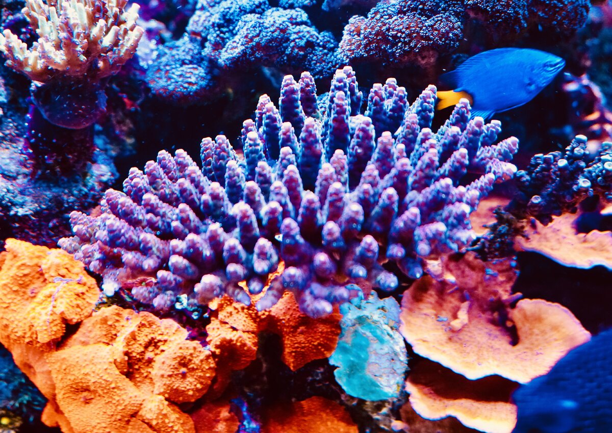 Reef Spotlight - REEF OF THE MONTH - August 2025: Midnight Reef 250 ...