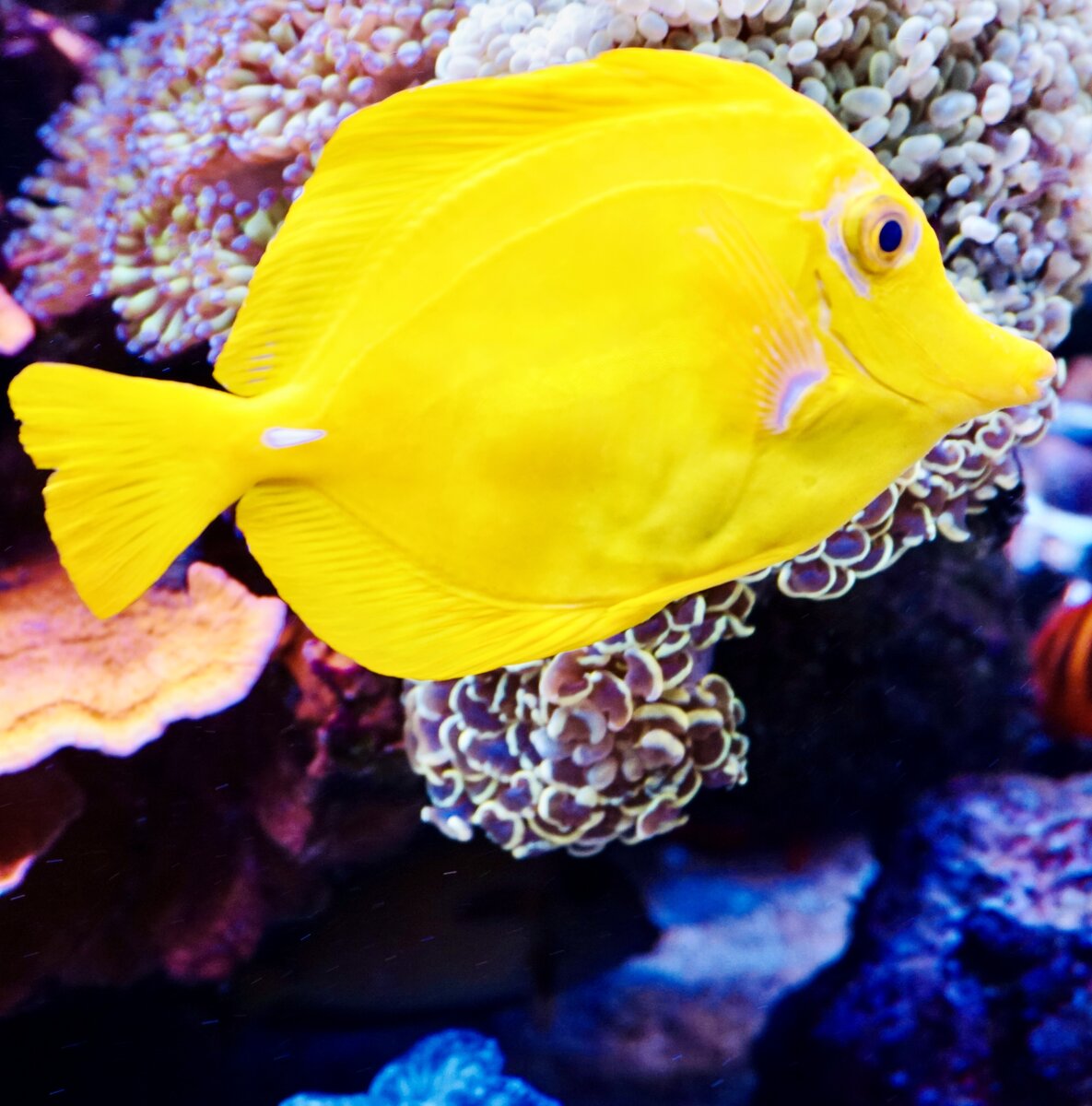 Reef Of The Month - REEF OF THE MONTH - August 2025: Midnight Reef 250 ...