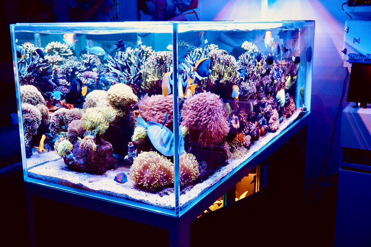 Reef Of The Month - REEF OF THE MONTH - August 2025: Midnight Reef 250 ...