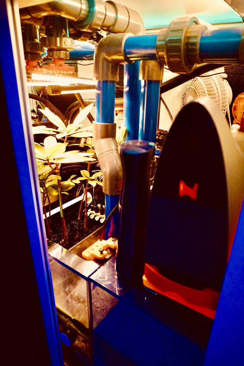 Reef Spotlight - REEF OF THE MONTH - August 2025: Midnight Reef 250 ...