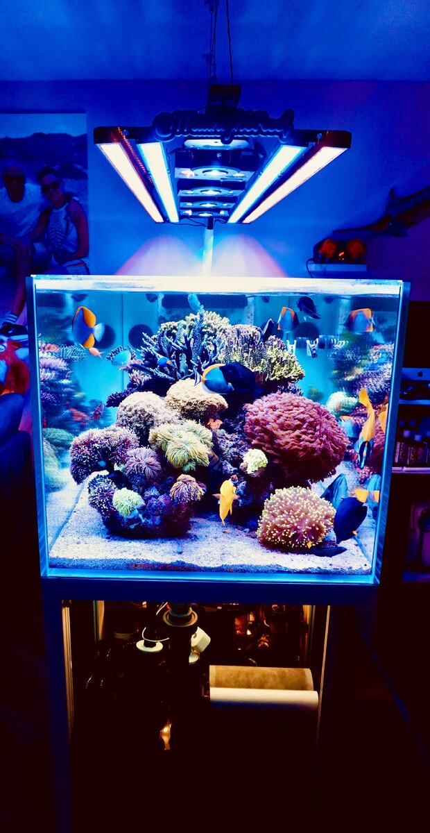 Reef Of The Month - REEF OF THE MONTH - August 2025: Midnight Reef 250 ...