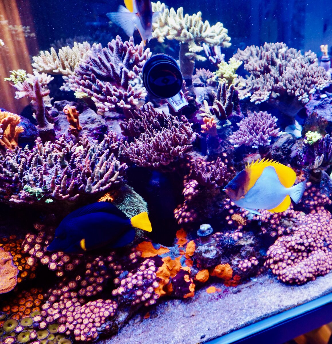 Reef Spotlight - REEF OF THE MONTH - August 2025: Midnight Reef 250 ...