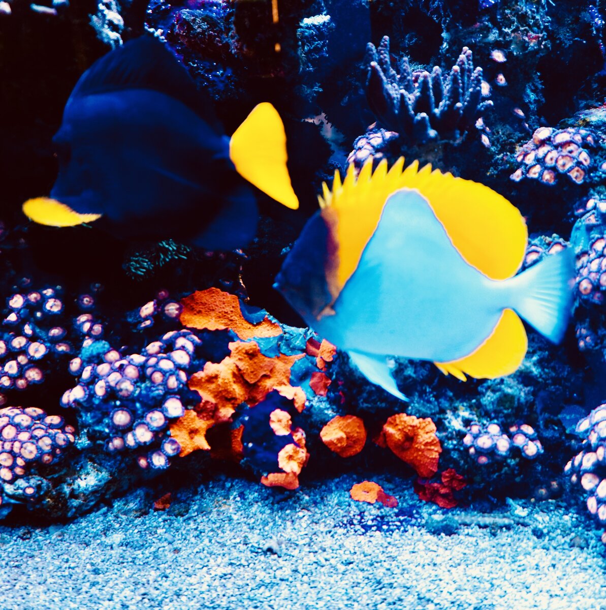 Reef Spotlight - REEF OF THE MONTH - August 2025: Midnight Reef 250 ...