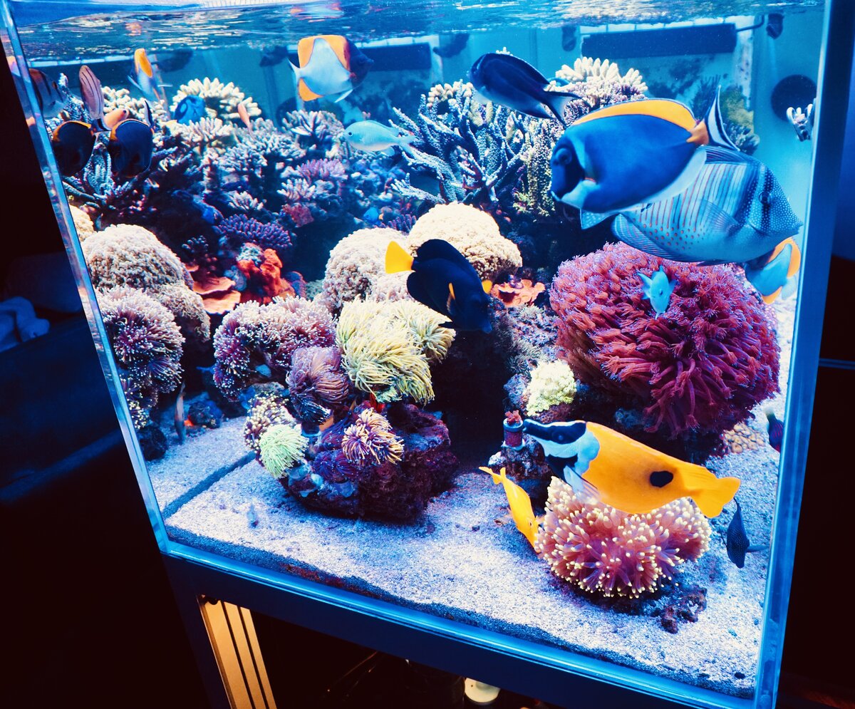 Reef Of The Month - REEF OF THE MONTH - August 2025: Midnight Reef 250 ...