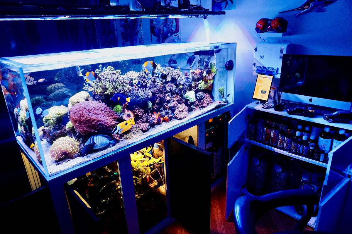 Reef Spotlight - REEF OF THE MONTH - August 2025: Midnight Reef 250 ...