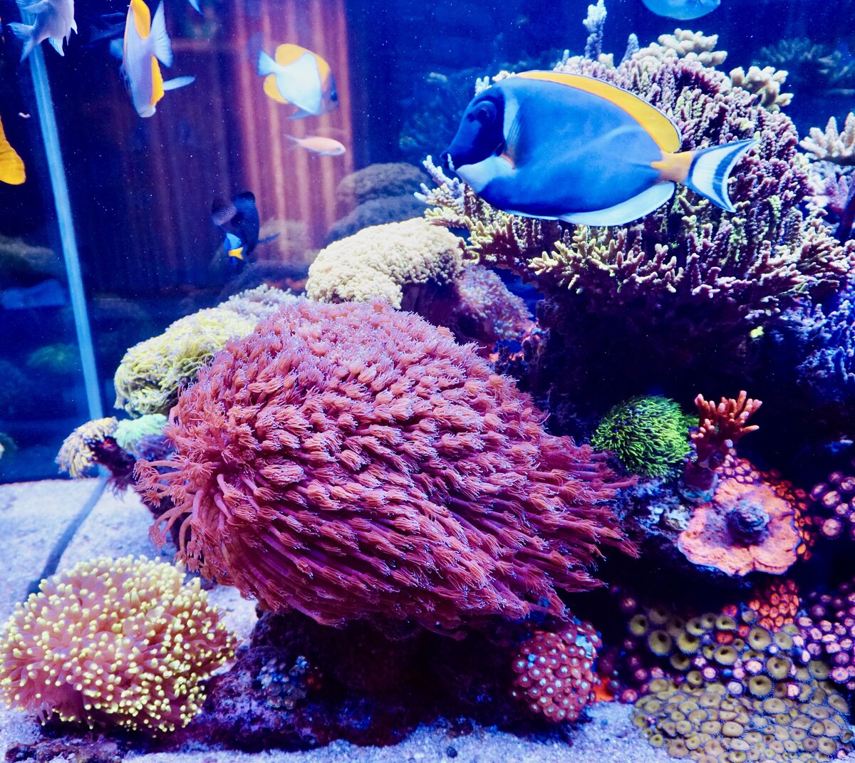 Reef Of The Month - REEF OF THE MONTH - August 2025: Midnight Reef 250 ...