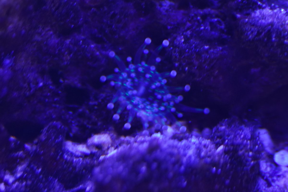 Is this a Glass Ball Anemone? How to control? | Reef2Reef