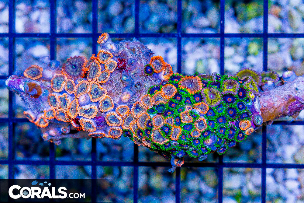 **FIRE NEW CORAL DROP** Colonies, Anemones, and Collector's Corals ...