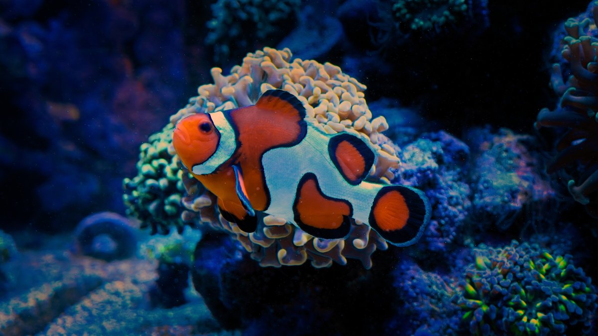 Build Thread - Mariner 100 Build | Page 3 | Reef2Reef