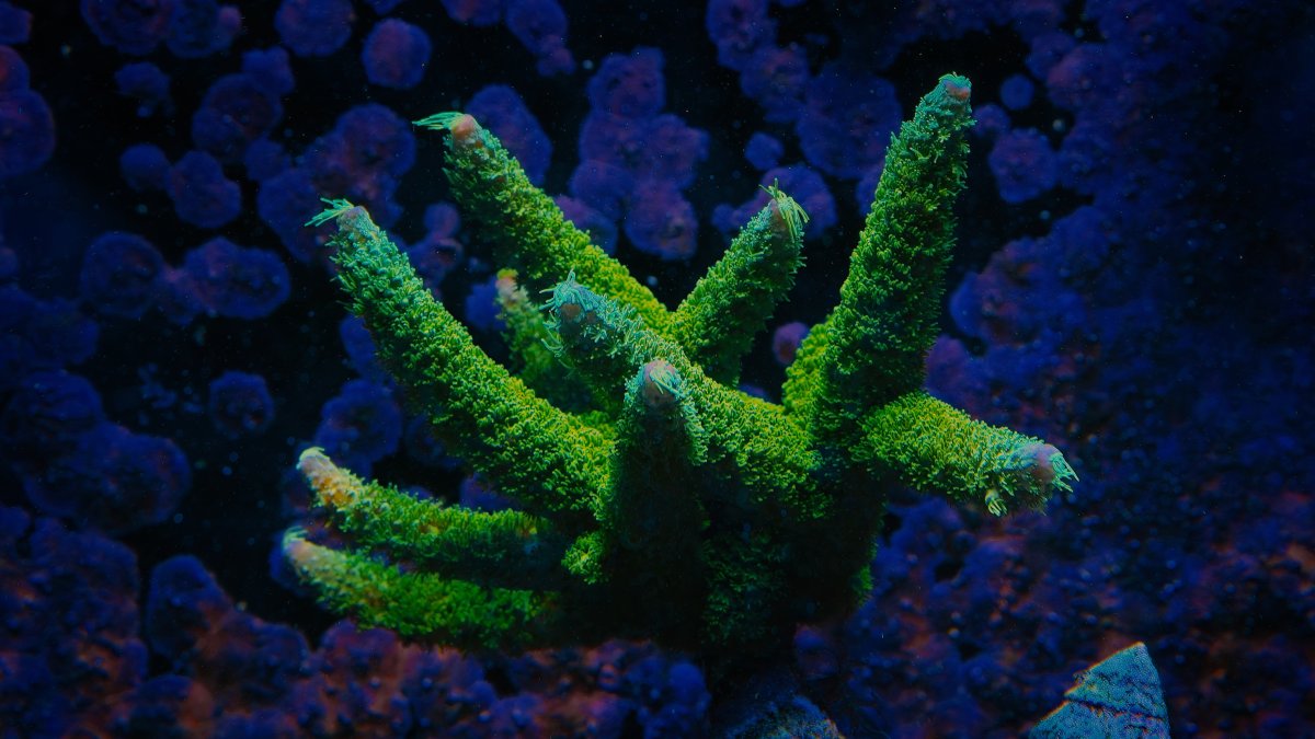 Build Thread - Mariner 100 Build | Page 3 | Reef2Reef