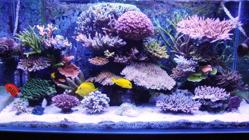 Build Thread - Midnight coffee 120G Reef tank | Page 2 | REEF2REEF ...