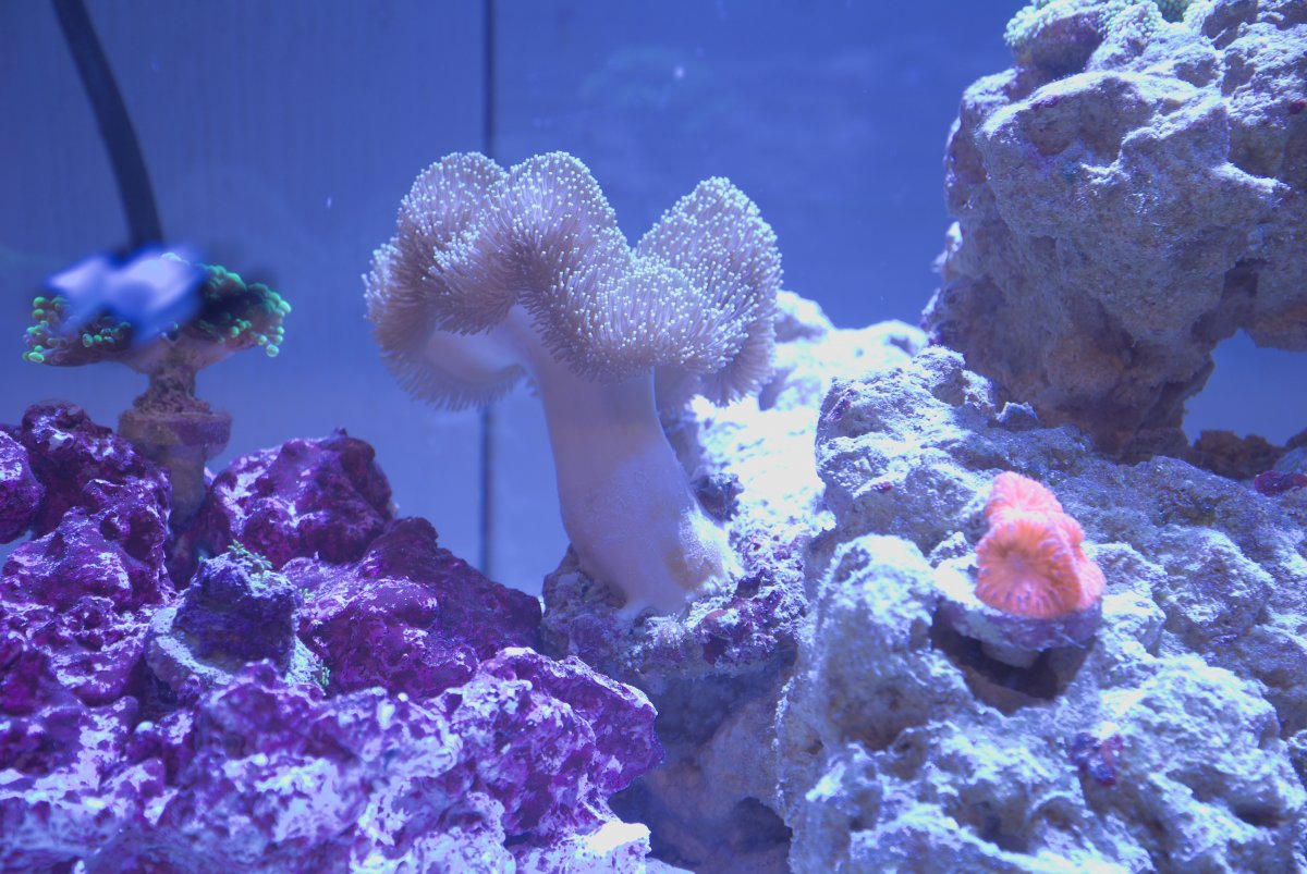 Majano, Ball Anemone, or something else? | Reef2Reef