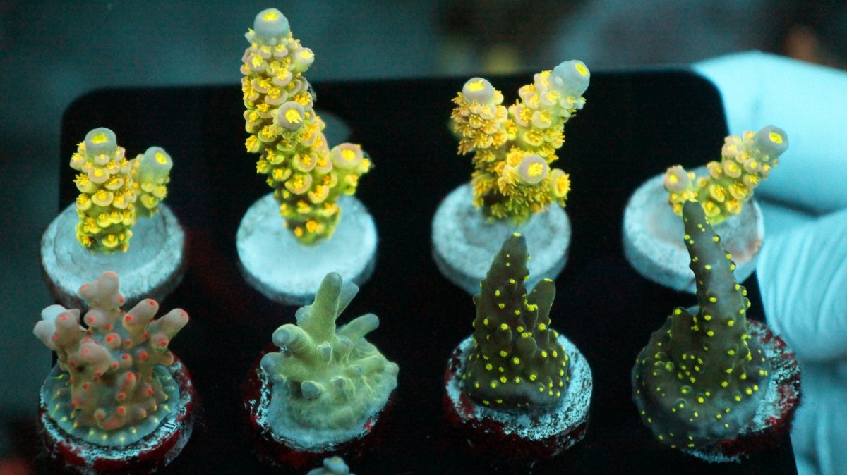 Washington - Acro SPS for Sale WD Deepwater | Reef2Reef
