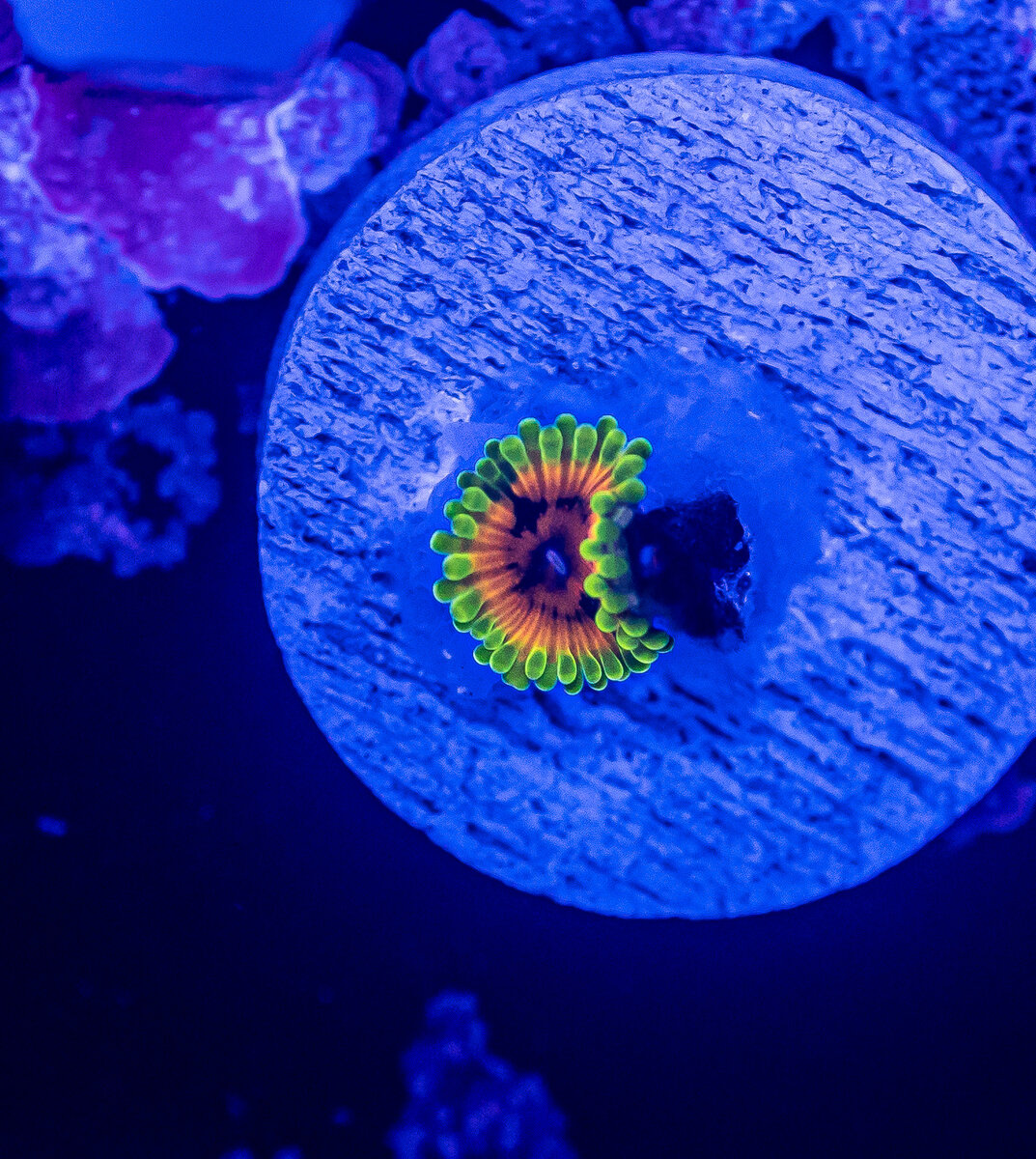 California - Livestock Trade - FS: HIGH END ZOA - OSCAR, DAYGLO ...