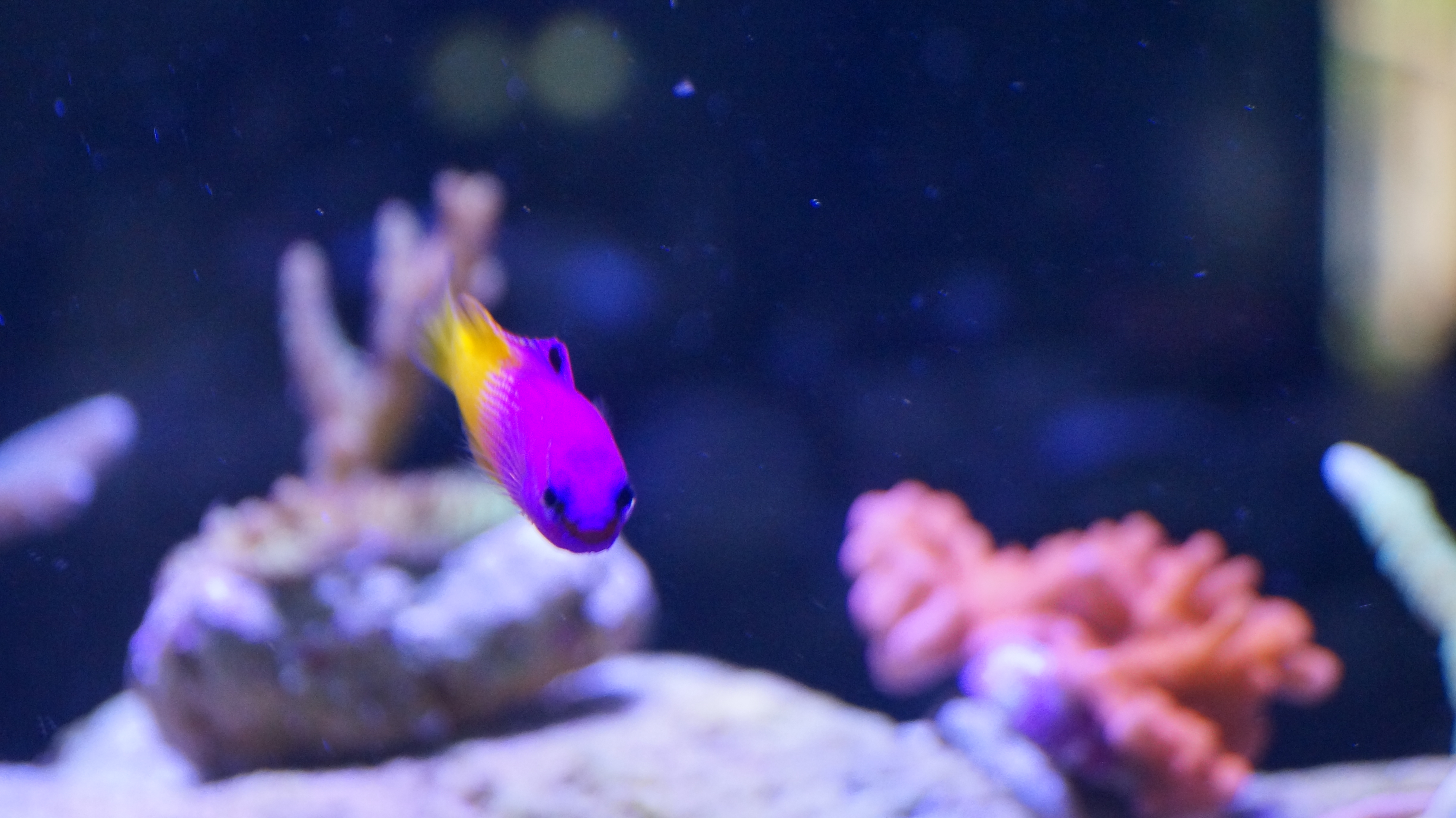 Eye Candy: The most photogenic fish thread | Page 8 | REEF2REEF ...