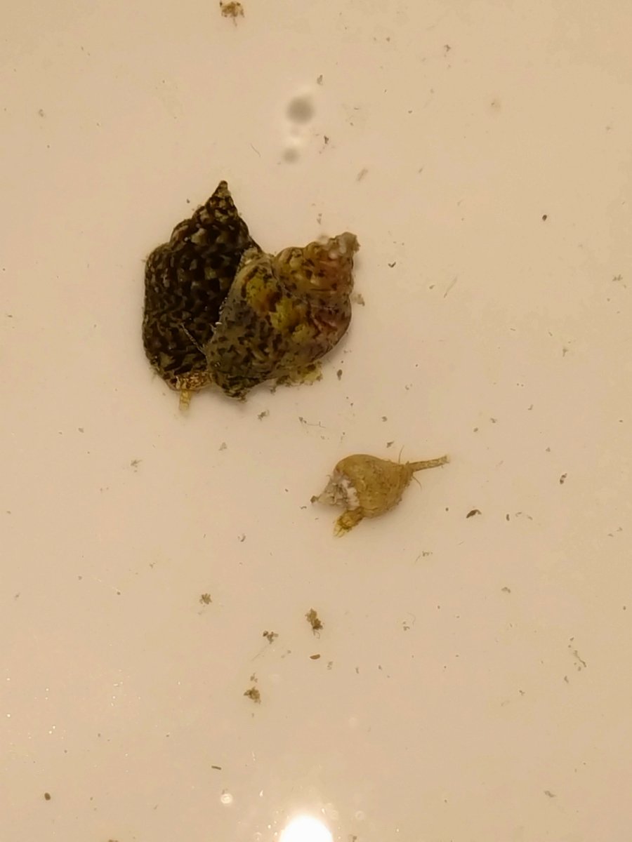 Snails I'd please | Reef2Reef