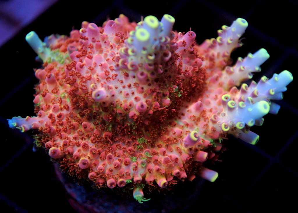 The TCK Kaleidoscope Acro | Reef2Reef