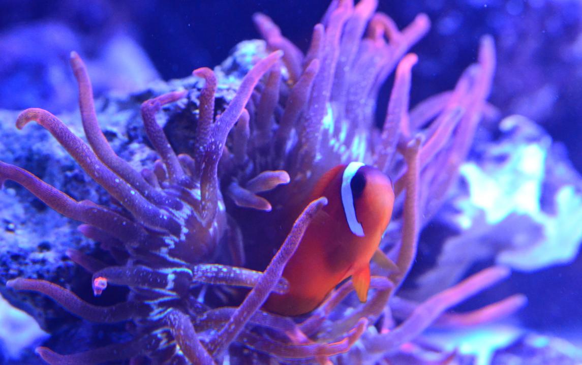 Build Thread - Shallow Frag Tank and reef tank build | Page 2 | Reef2Reef