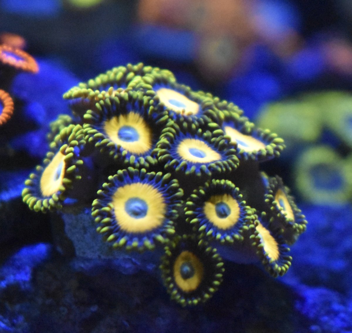 My Zoa Collection | Reef2Reef