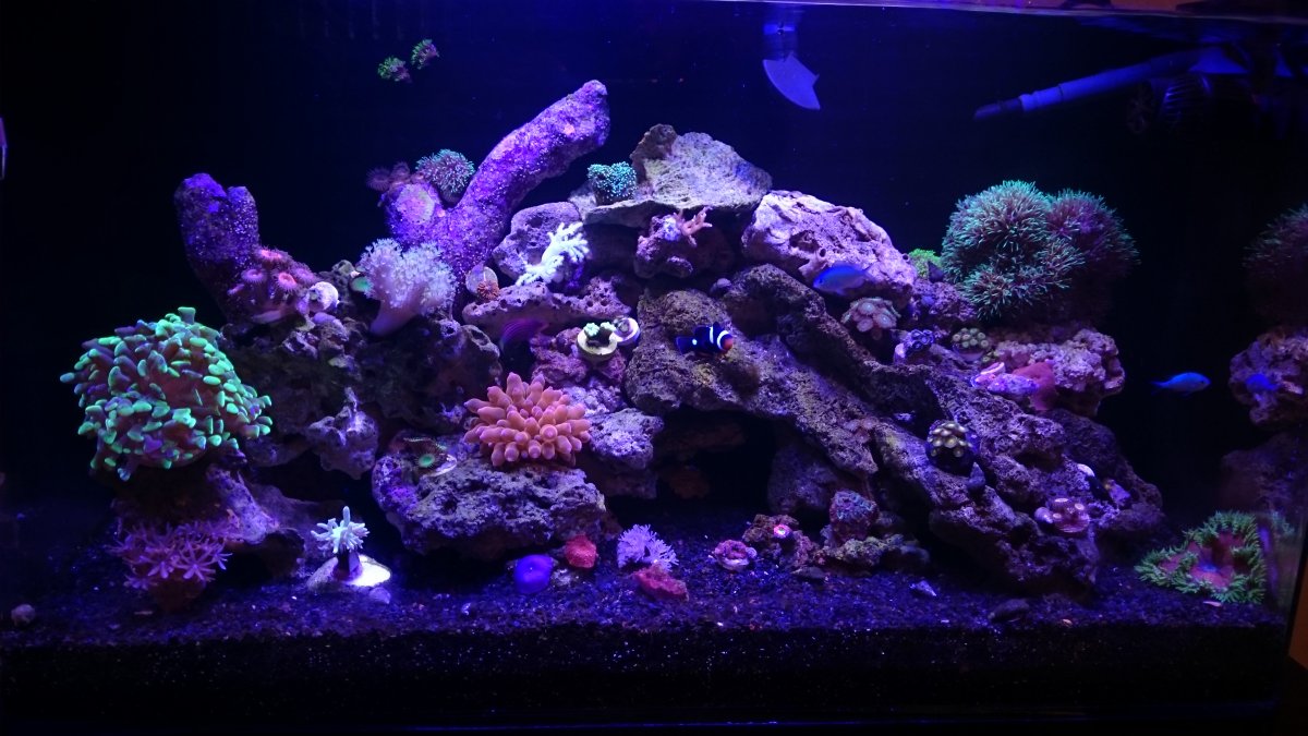 Fluconazole Treatment For Nuisance Algae Reef2reef