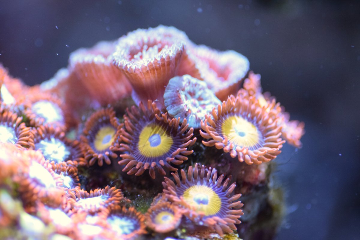 reef-pi :: An opensource reef tank controller based on Raspberry Pi ...