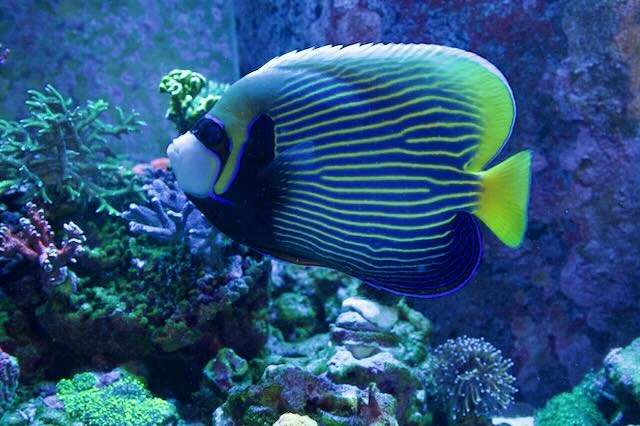 Tang HLLE Carbon related? | Reef2Reef