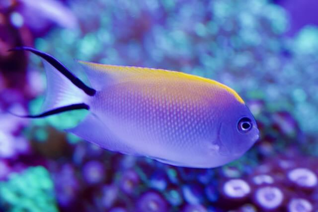 What's THE LAST fish you want to add that will complete your reef tank ...