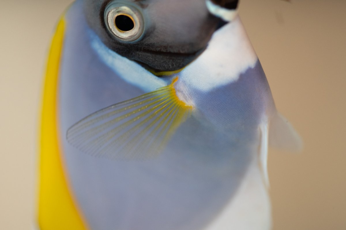 Powder Blue Tang scratching in QT - first visible symptoms today ...
