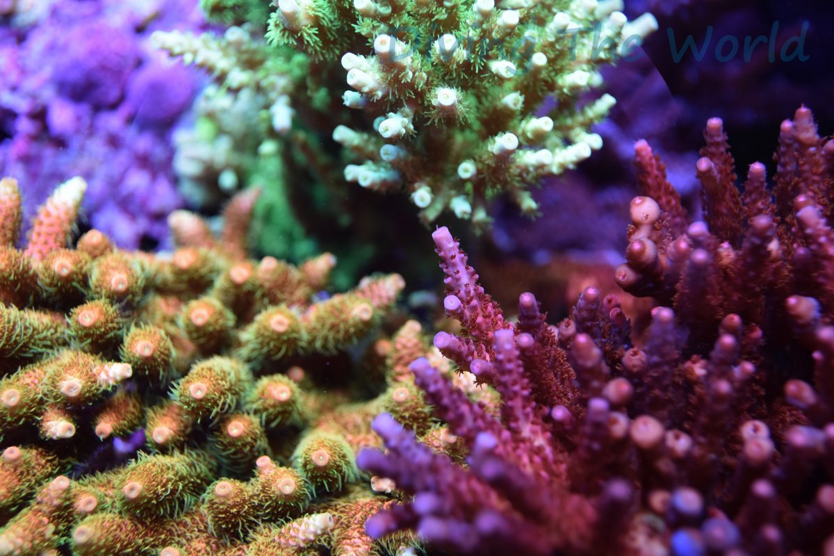 The color RED: What are your favorite red corals? | Page 2 | Reef2Reef