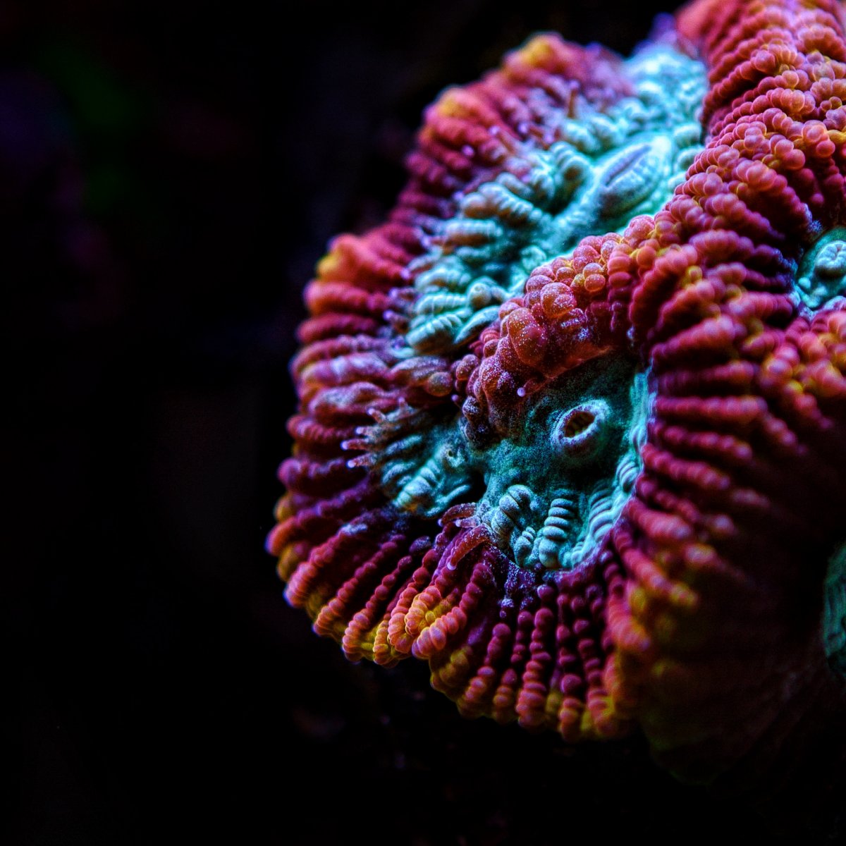 Aug 2020 POTM- Favia | Reef2Reef