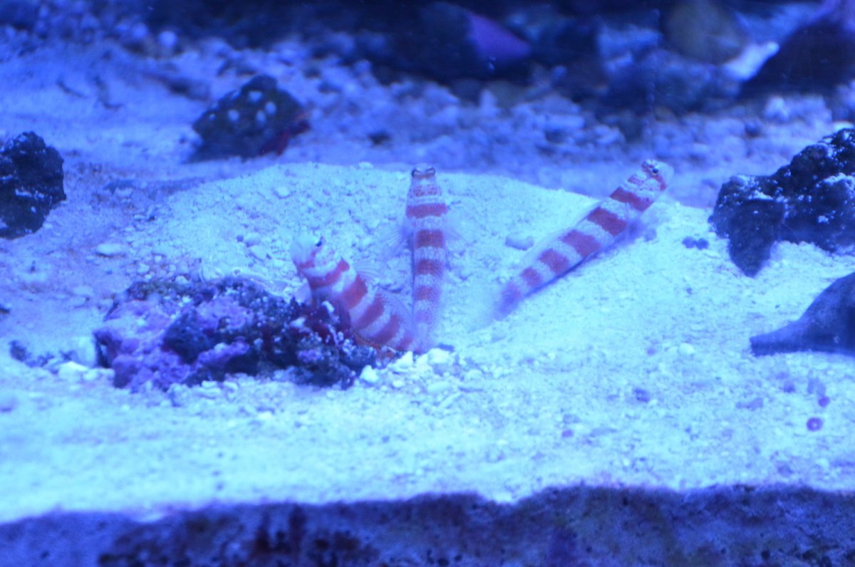 FUN GOBY PICTURES POST YOUR FAVORITE GOBY POSES | Page 2 | Reef2Reef