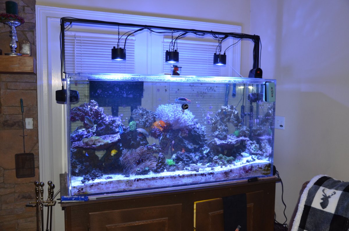 I'm curious how people live with their tanks in their homes | Reef2Reef