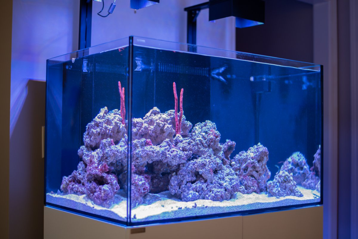 Reef Tank 365! Enter your tank here! | Page 56 | Reef2Reef