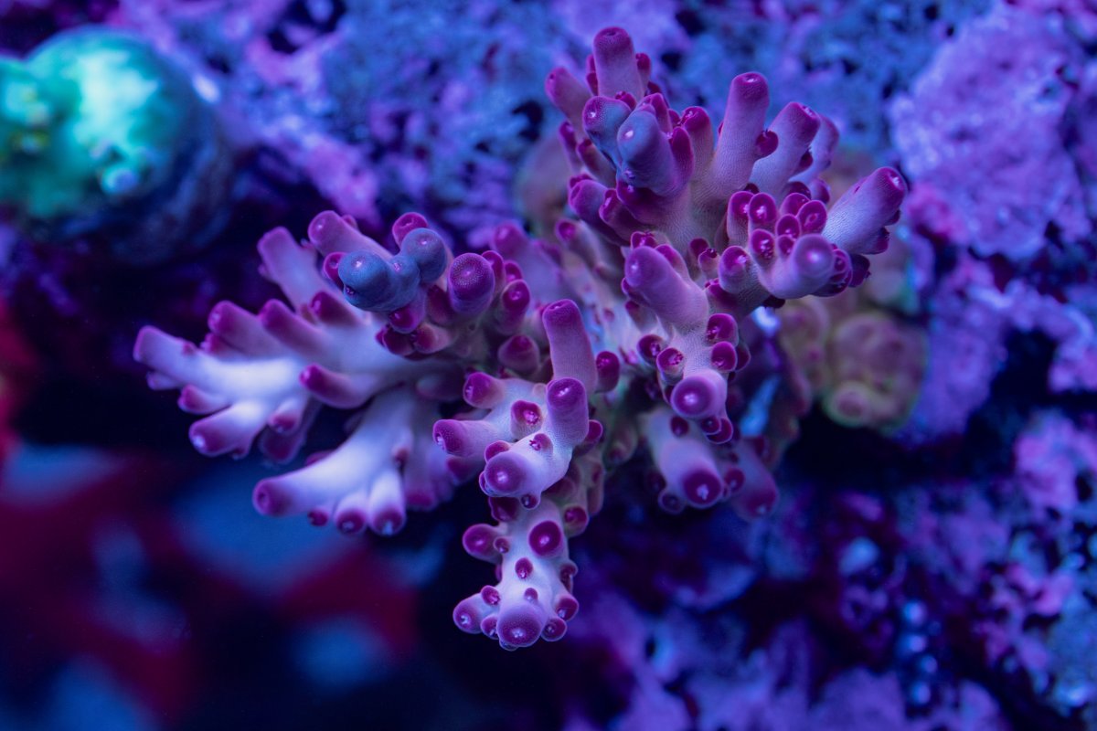 New ATI Starton Pro Journey. | Page 3 | Reef2Reef