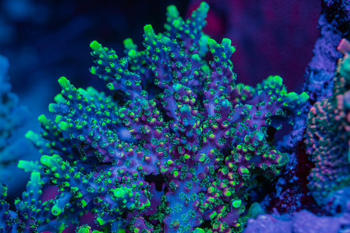 New ATI Starton Pro Journey. | Page 3 | Reef2Reef