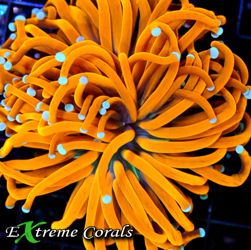 New Corals New Coral Colonies Just Uploaded 1 03 ~ Reef2reef