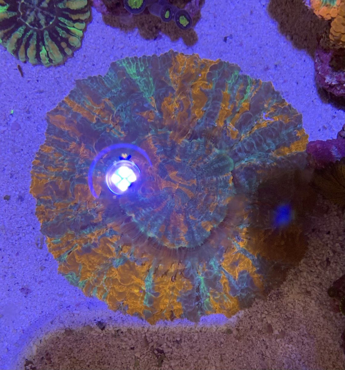 Show off your most expensive coral! | Page 12 | Reef2Reef