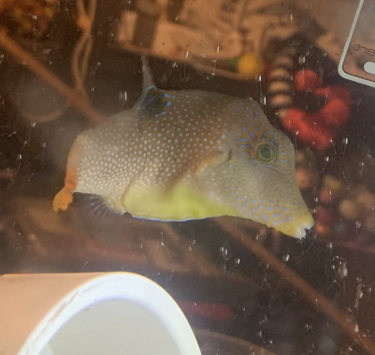 Show off the bulldogs stuck in a fish's body..... the PUFFERS ...