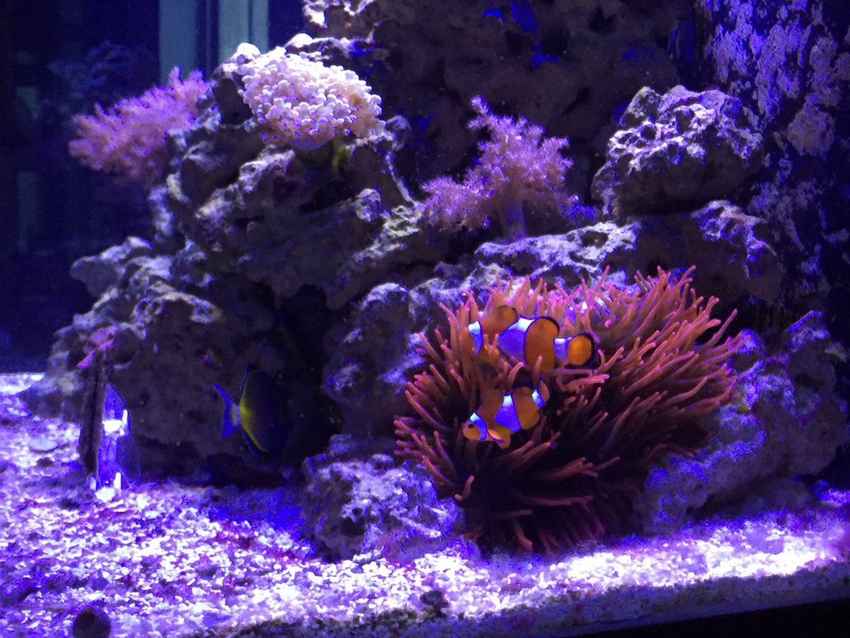 Build Thread - Perkins 120g reef tank build thread | REEF2REEF ...