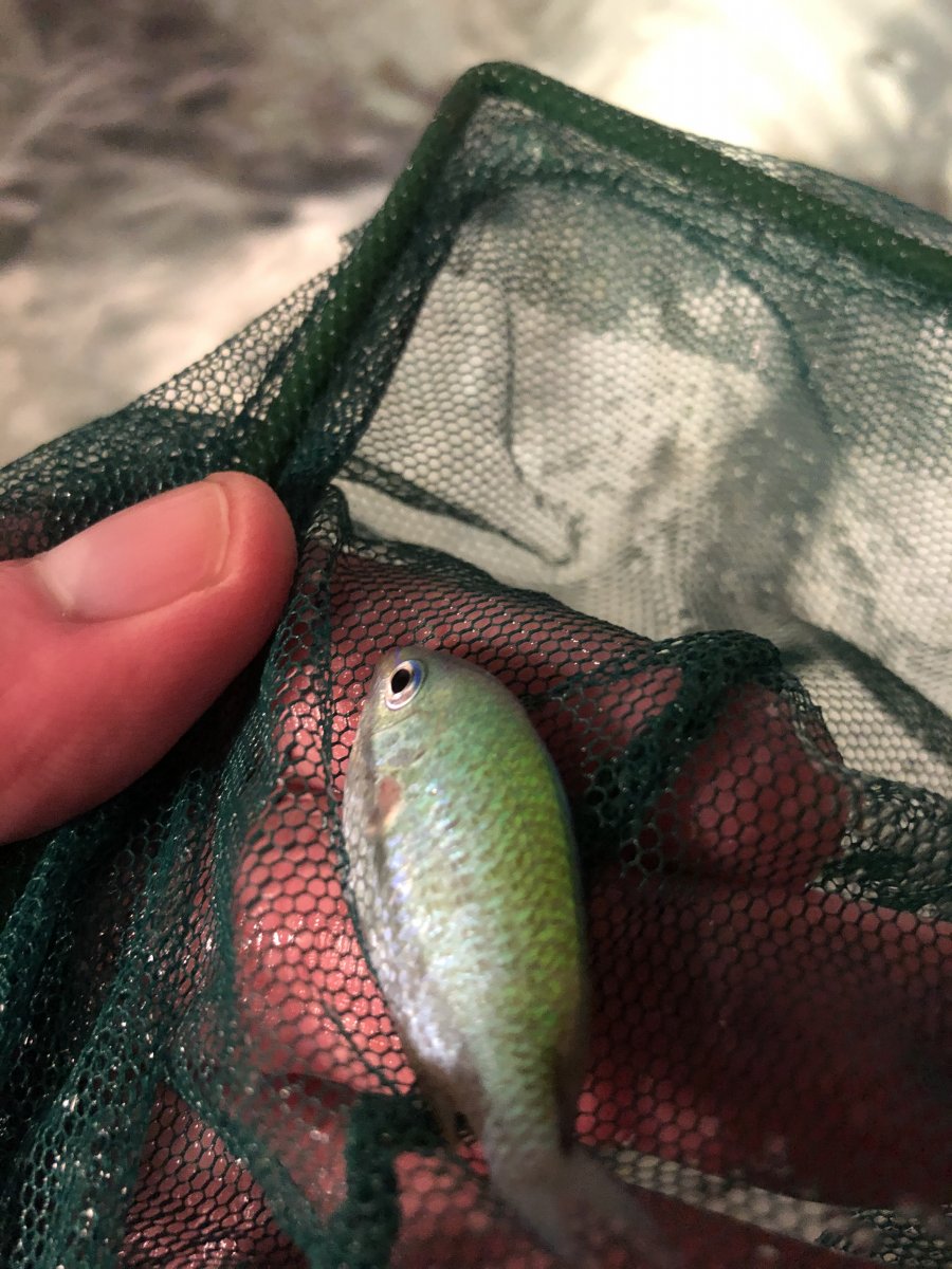 Uronema or bite wound | Reef2Reef