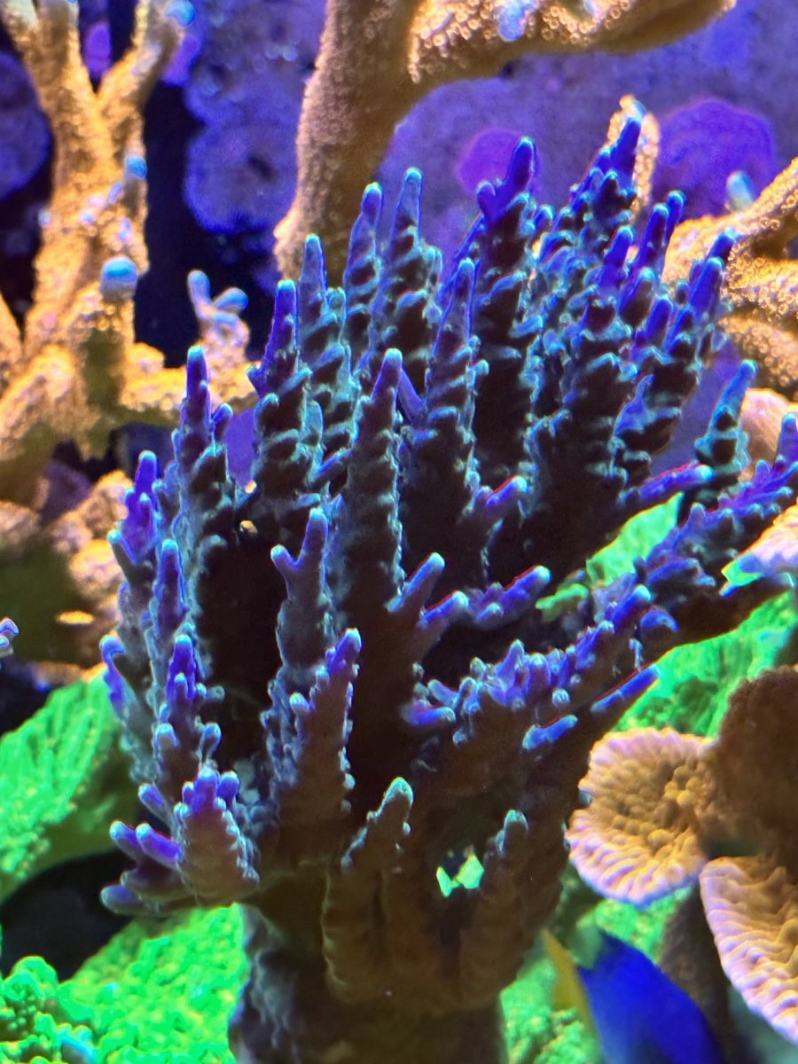What are you dosing to keep No3 steady for your SPS dominated tank ...
