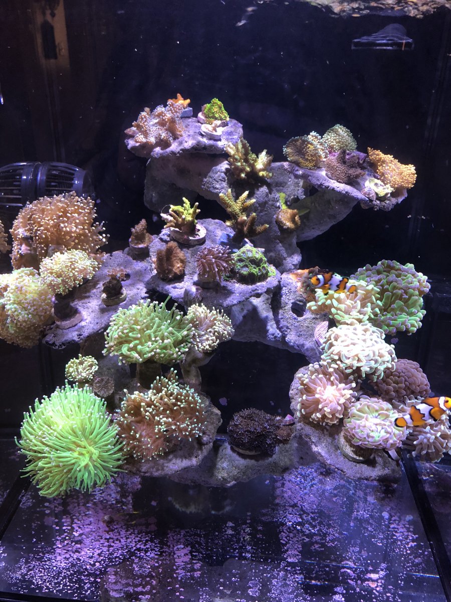 Nano Build - Two drop off tanks!!!! | REEF2REEF Saltwater and Reef ...