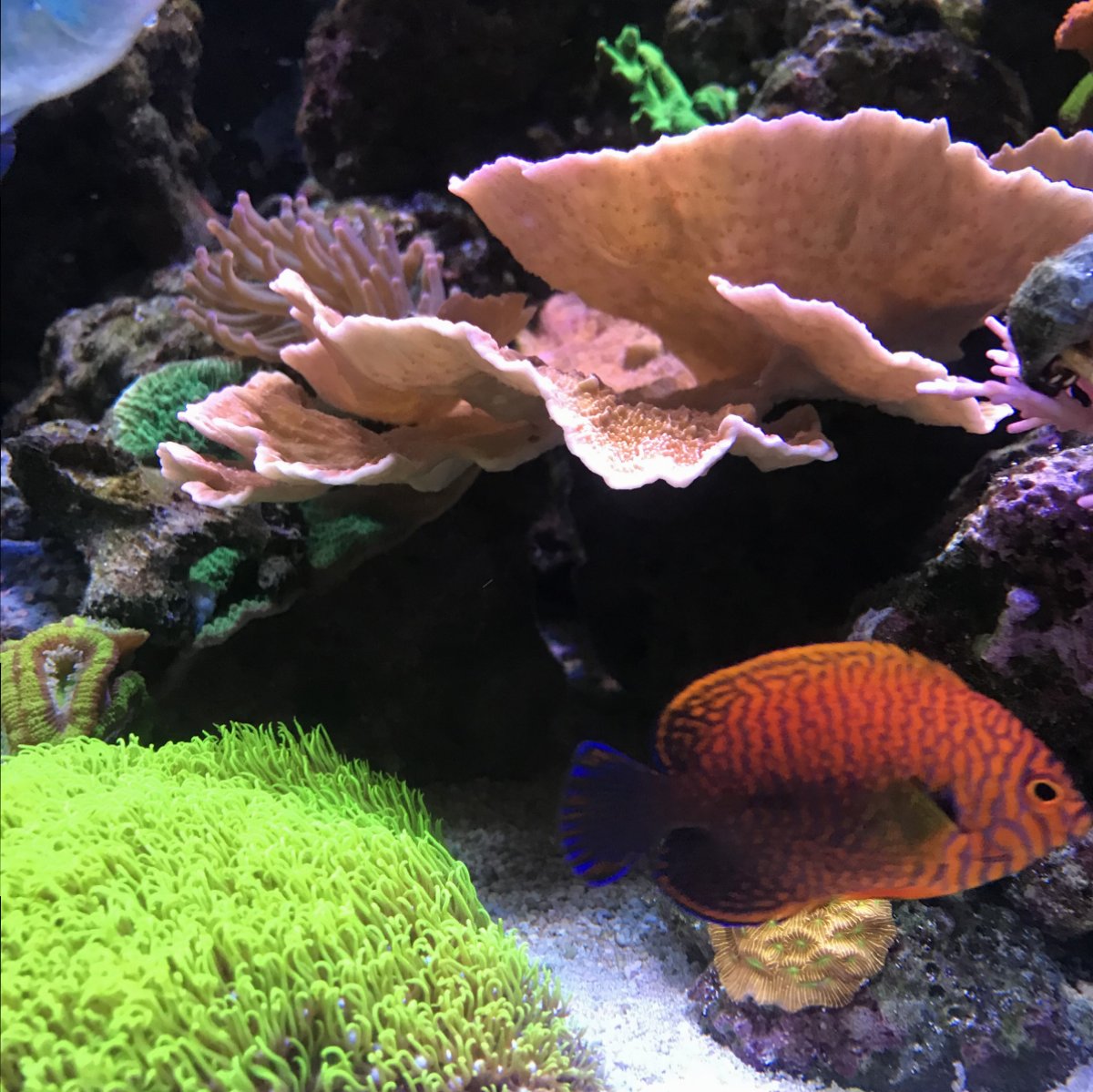 Any tricks to Make a Dwarf angel eat? | Reef2Reef
