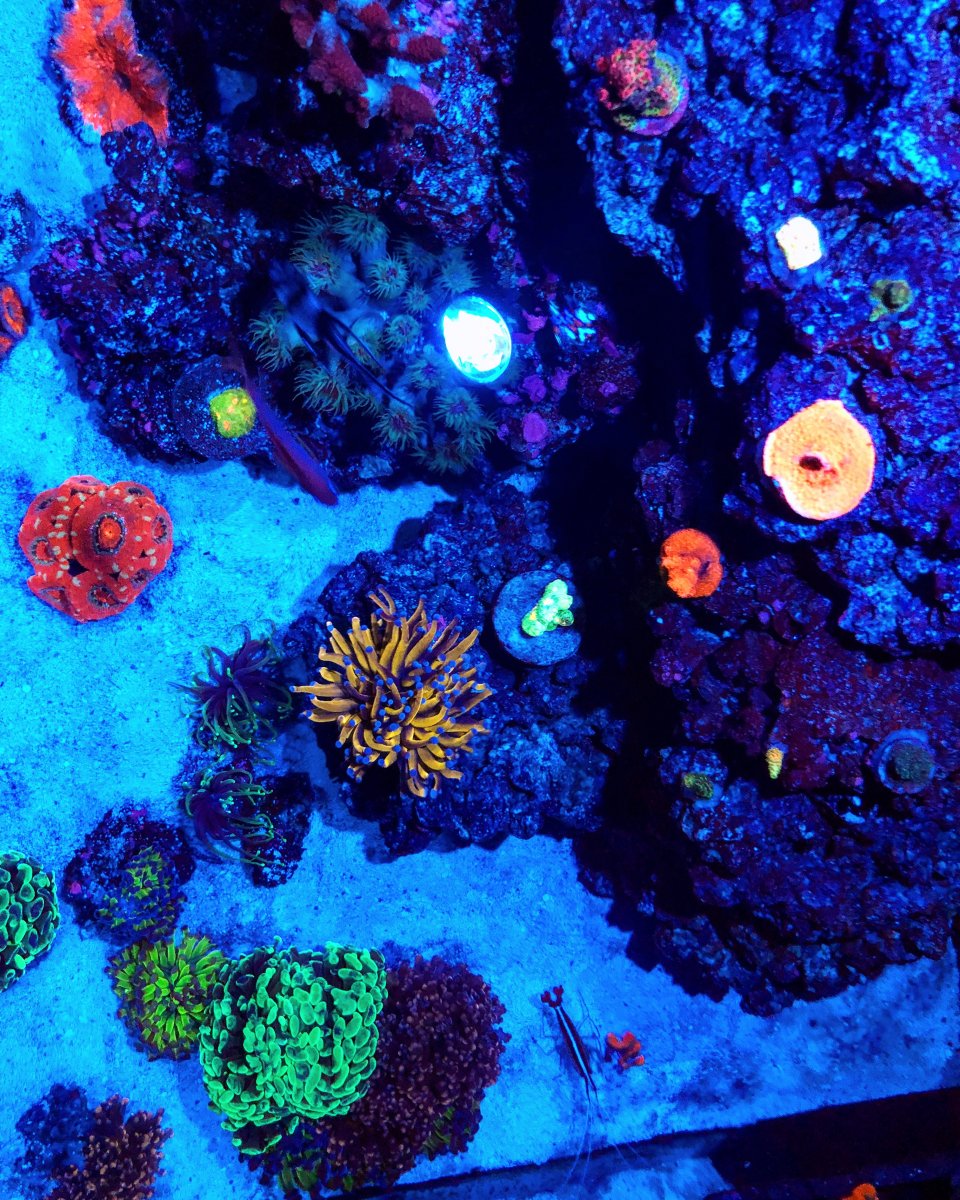 Parameters sps tank | Reef2Reef
