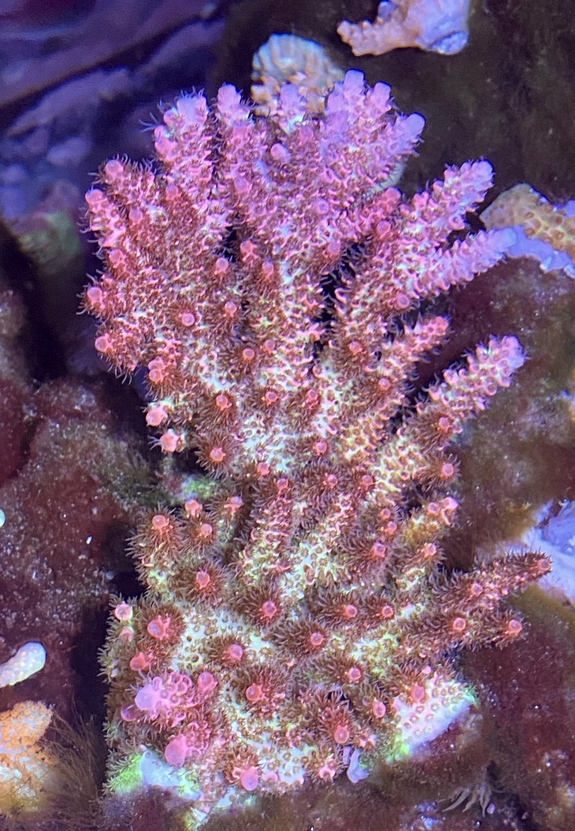 reef-pi :: An opensource reef tank controller based on Raspberry Pi ...