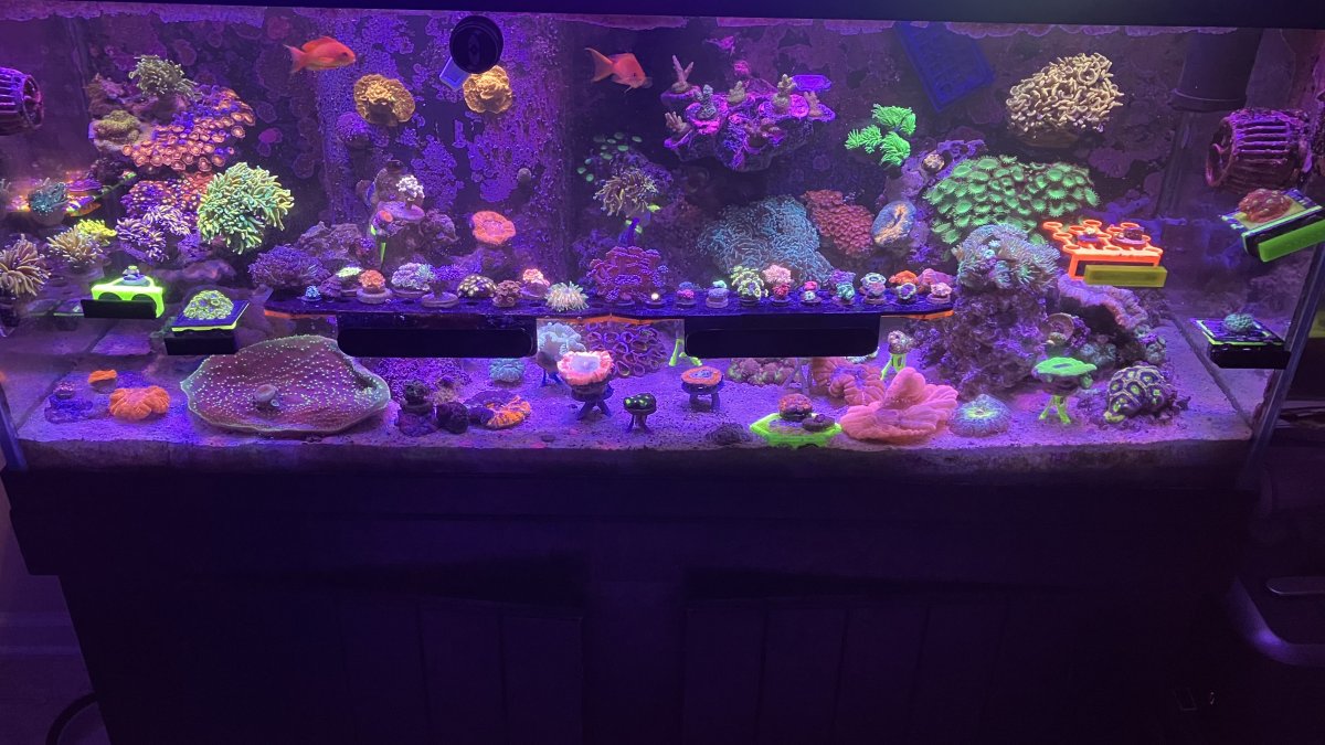 Show me your polluted tanks: High Po4 High No3 | Reef2Reef