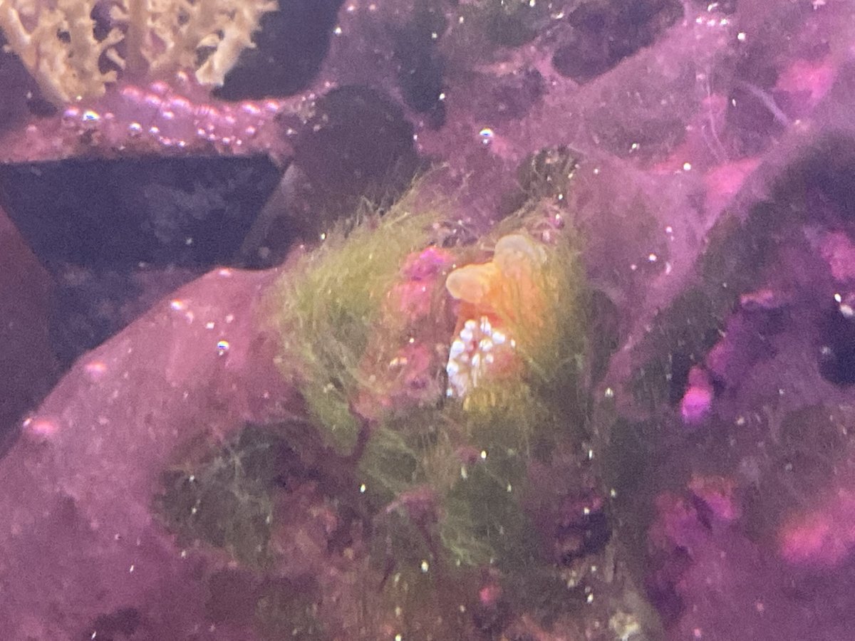 Is my ball anemone…bouncing? | Reef2Reef
