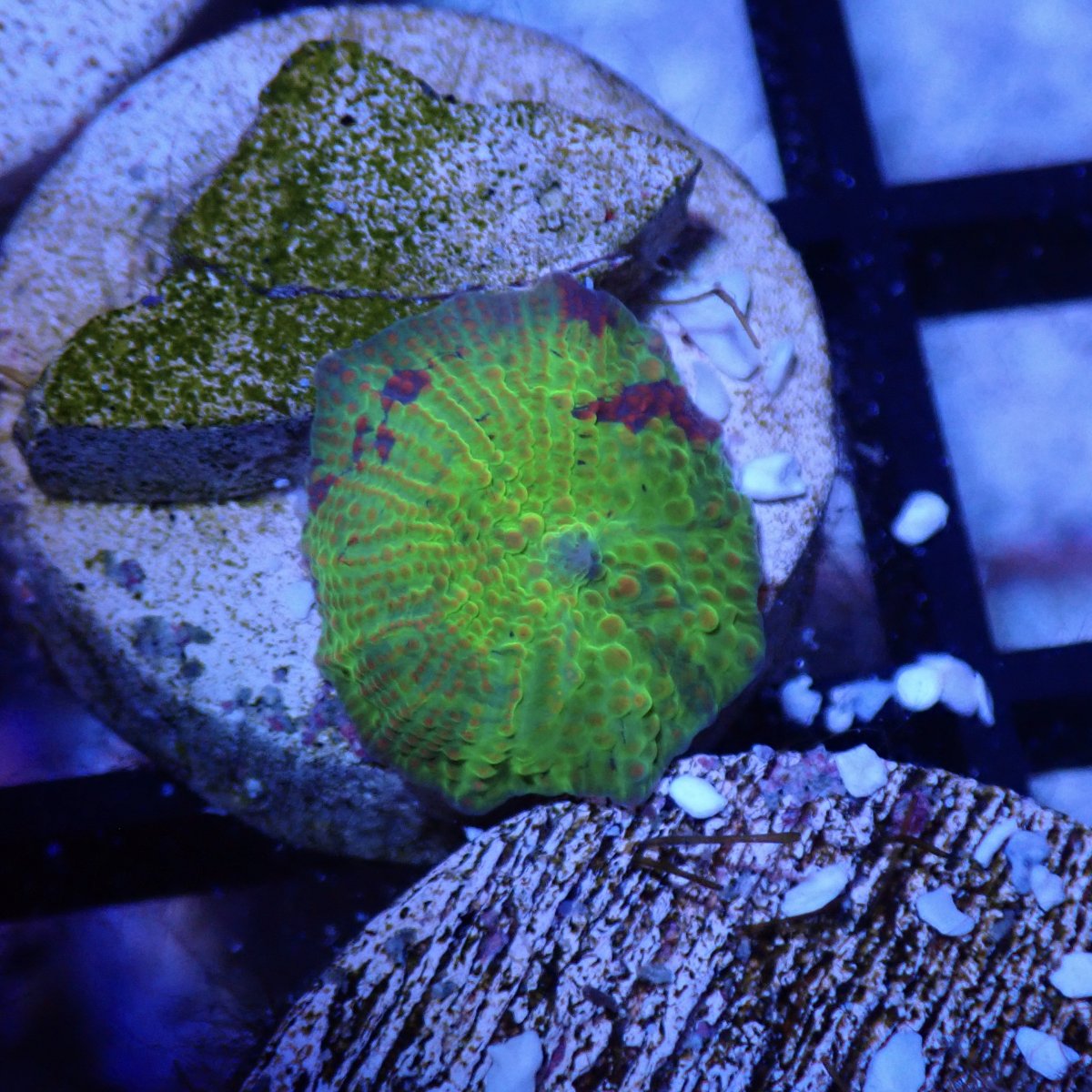 Show off them Mushrooms! | Reef2Reef