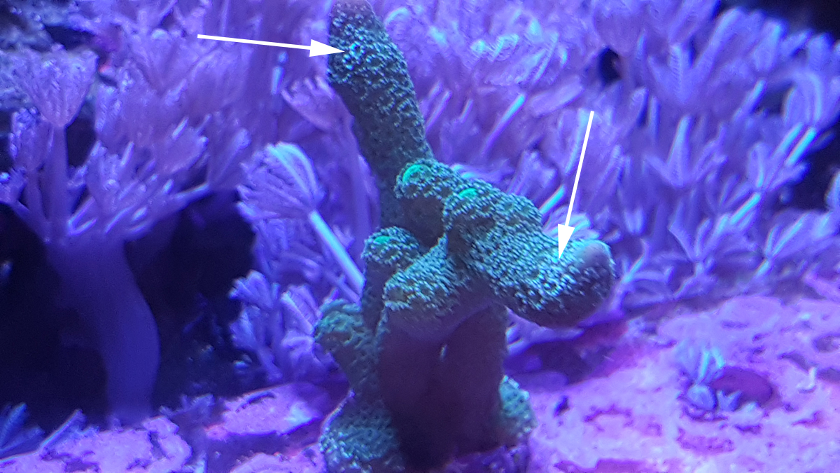 SPS Polyp turning white (coral not dying) | Reef2Reef