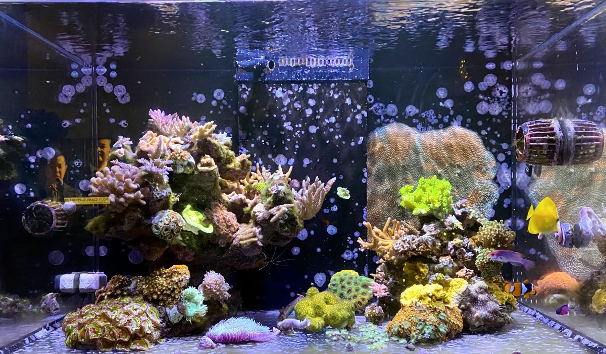 reef-pi :: An opensource reef tank controller based on Raspberry Pi ...